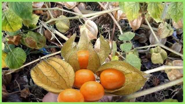 जिंदगी बदलेंगे मकोय फल के फायदे व नुकसान। Best Makoy Fruit In Hindi.